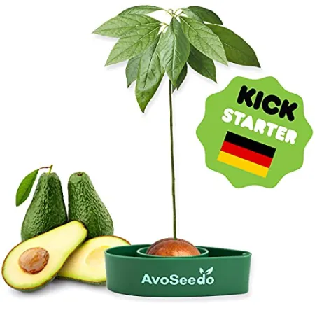 AvoSeedo Avocado Tree Growing Kit at Amazon - Ben's Bargains